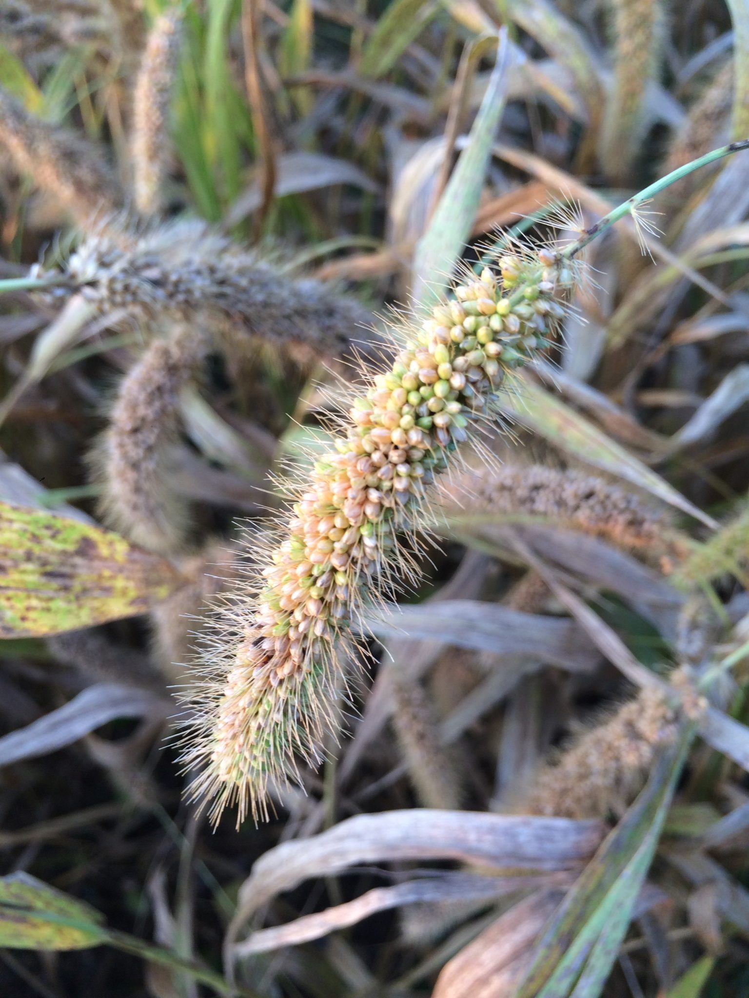 Why Millets – OrgTree